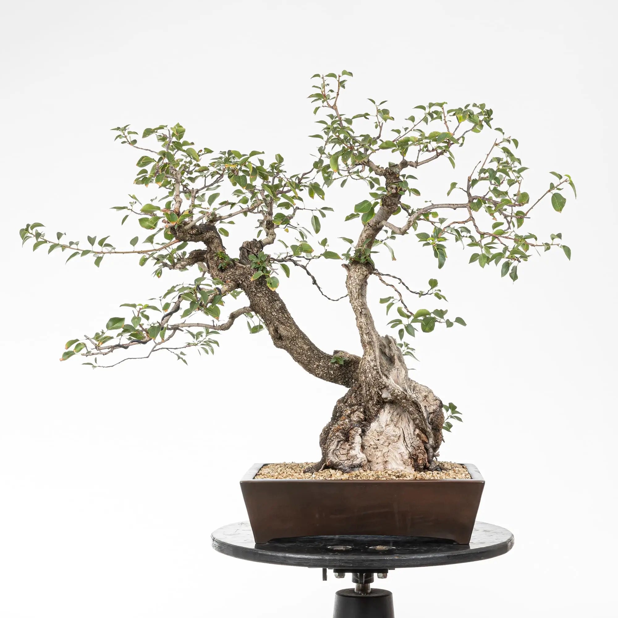 double trunk prunus mahaleb bonsai yamadori bonsai – Ikigai Bonsai