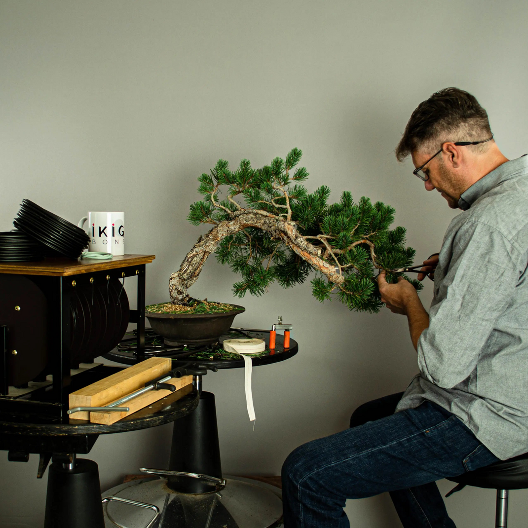 Yamadori bonsais and prebonsais ready to work – Ikigai Bonsai